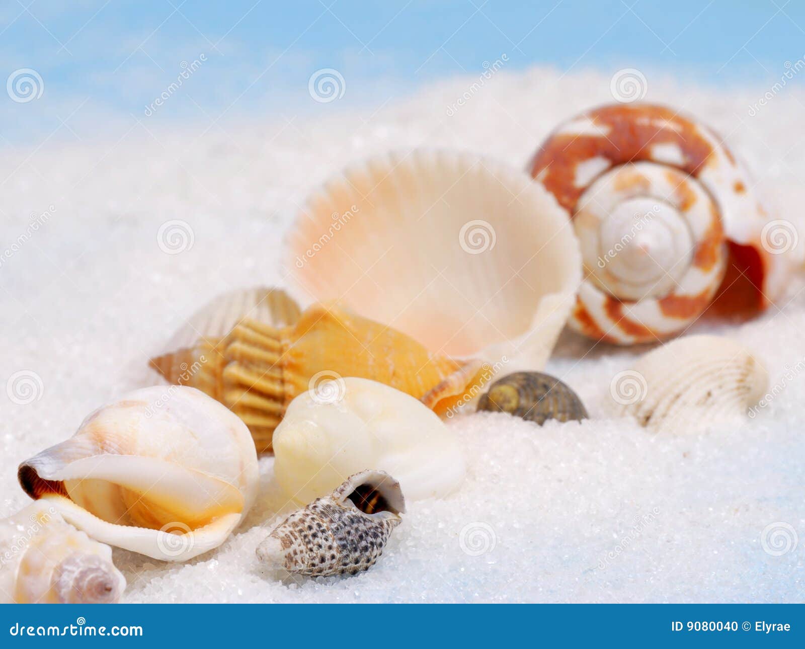 Line of sea shells stock photo. Image of island, sandy - 9080040