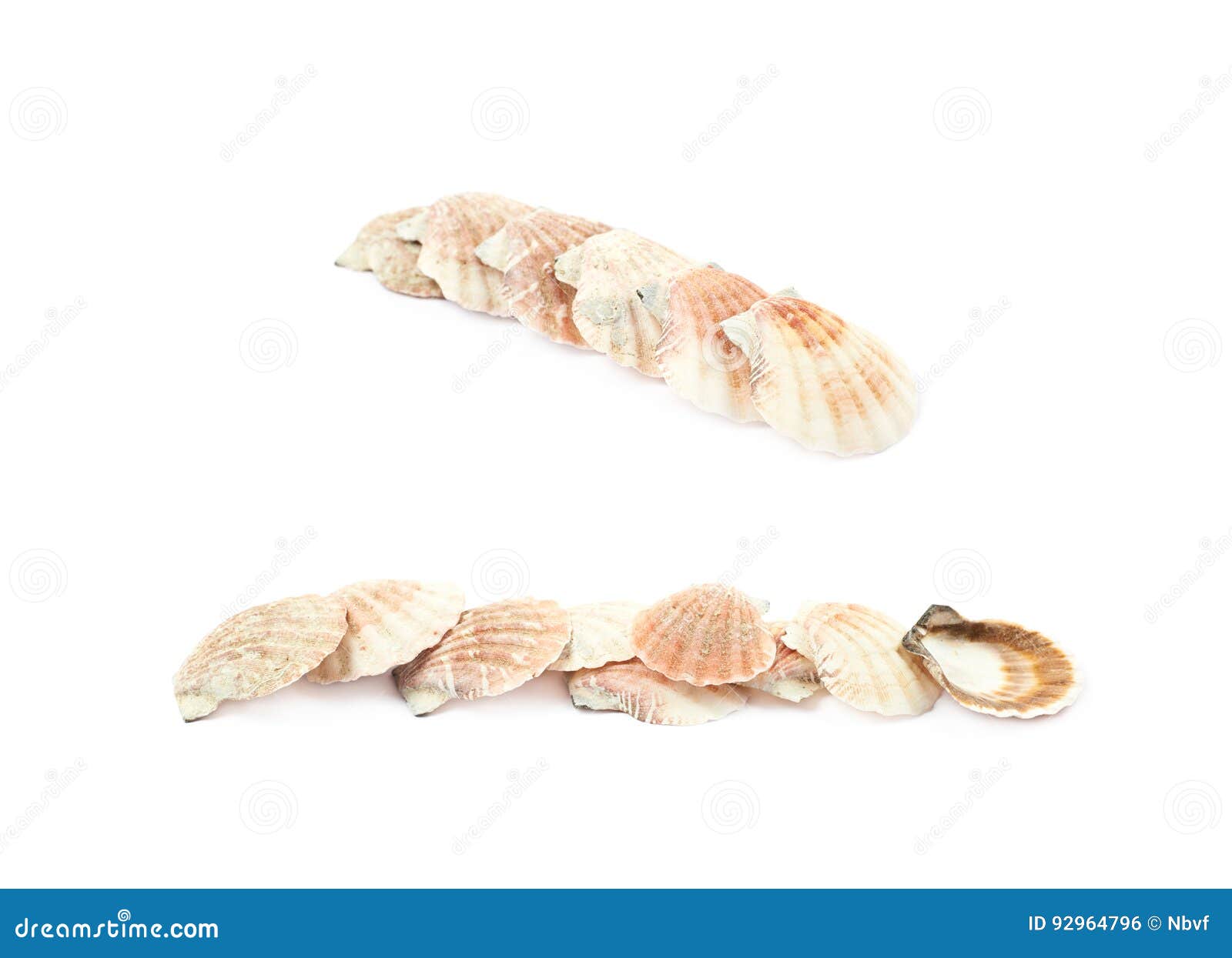 Line of Sea Shells Isolated Stock Photo - Image of isolated, seashell ...