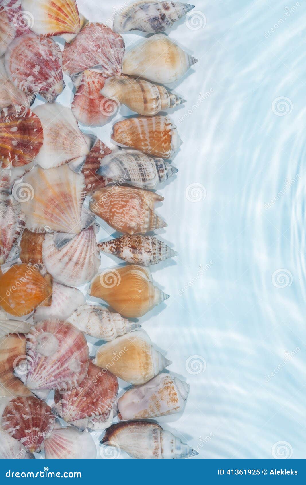 Line of Sea Shells in the Water Stock Image - Image of fresh, ocean ...