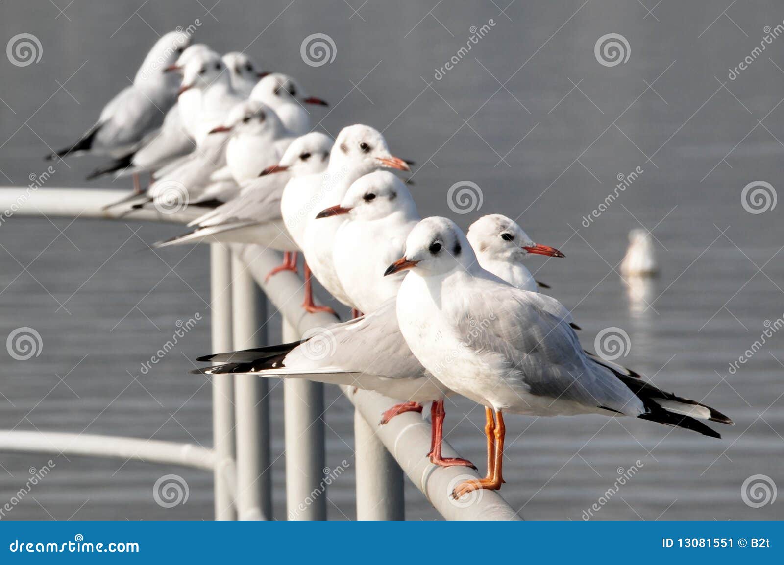 Line of seagulls stock image. Image of outside, funny - 13081551
