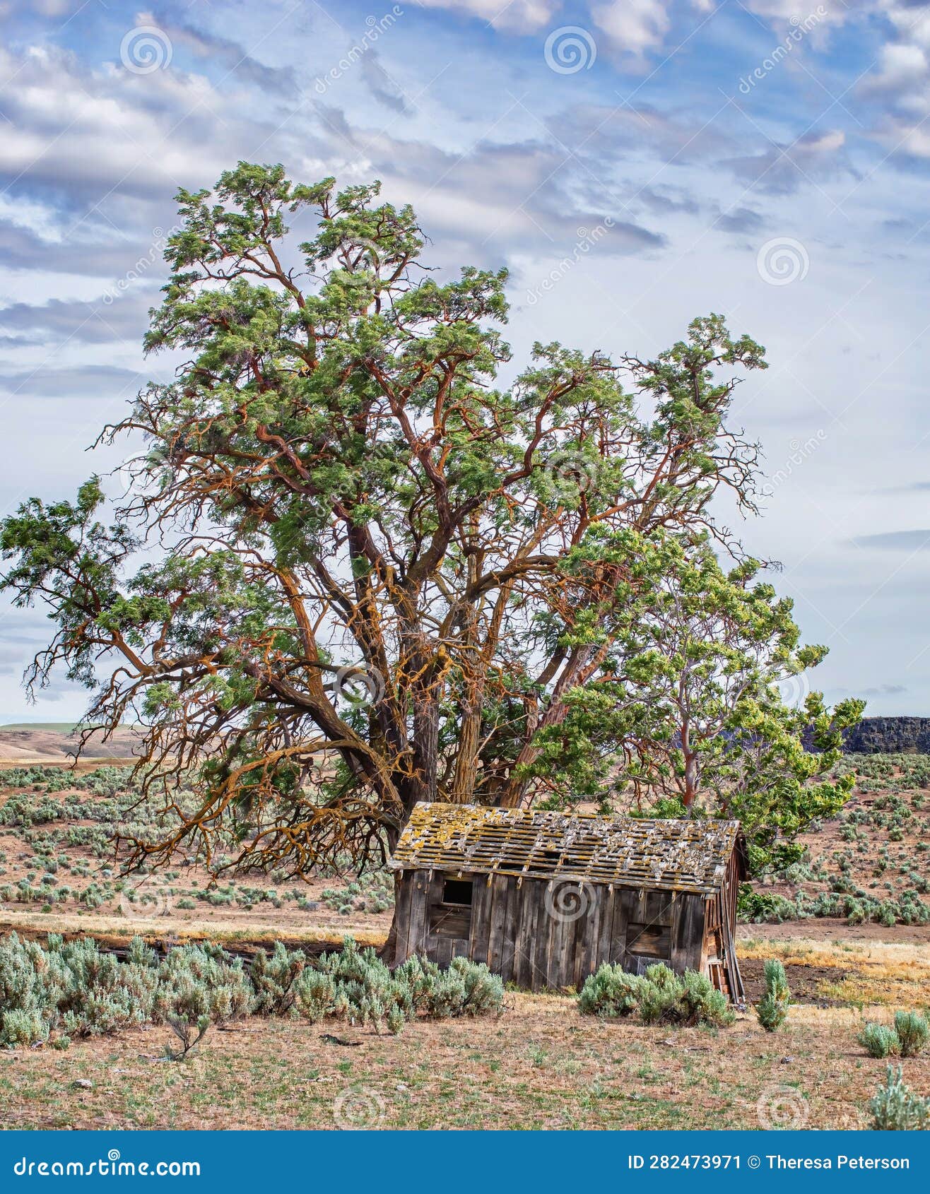 Line shack under a tree editorial photo. Image of tree - 282473971