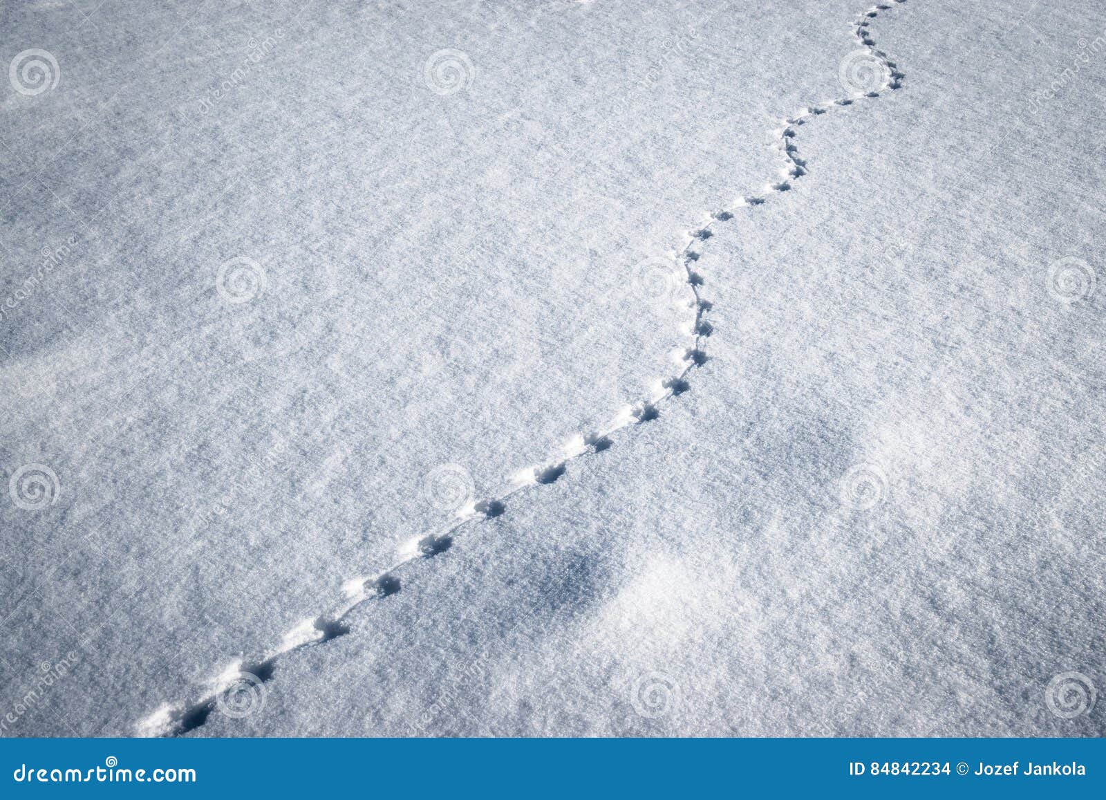Small Animal Tracks