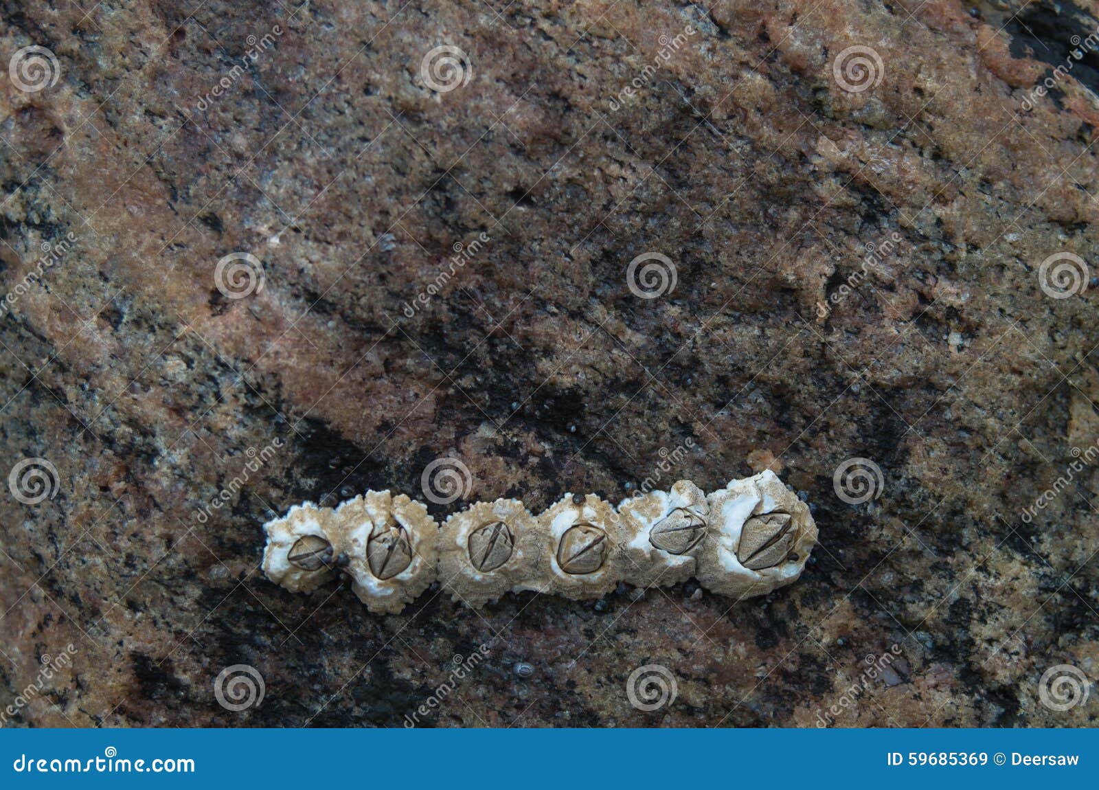 Barnacles On Rock - Shellfish On The Rocks / Dry Shellfish Dead On The ...