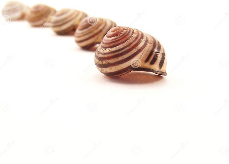 Line of Striped Snail Shells Stock Image - Image of stripe, curved: 4957433