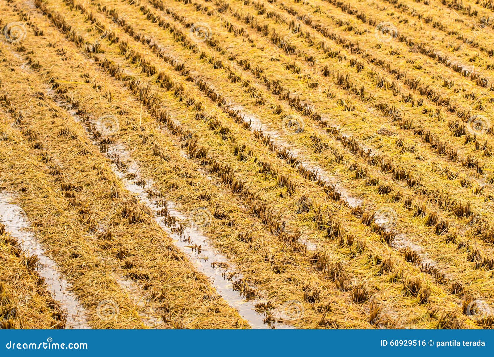 Line of Stubble in Rice Field Stock Photo - Image of farmland, scenery ...