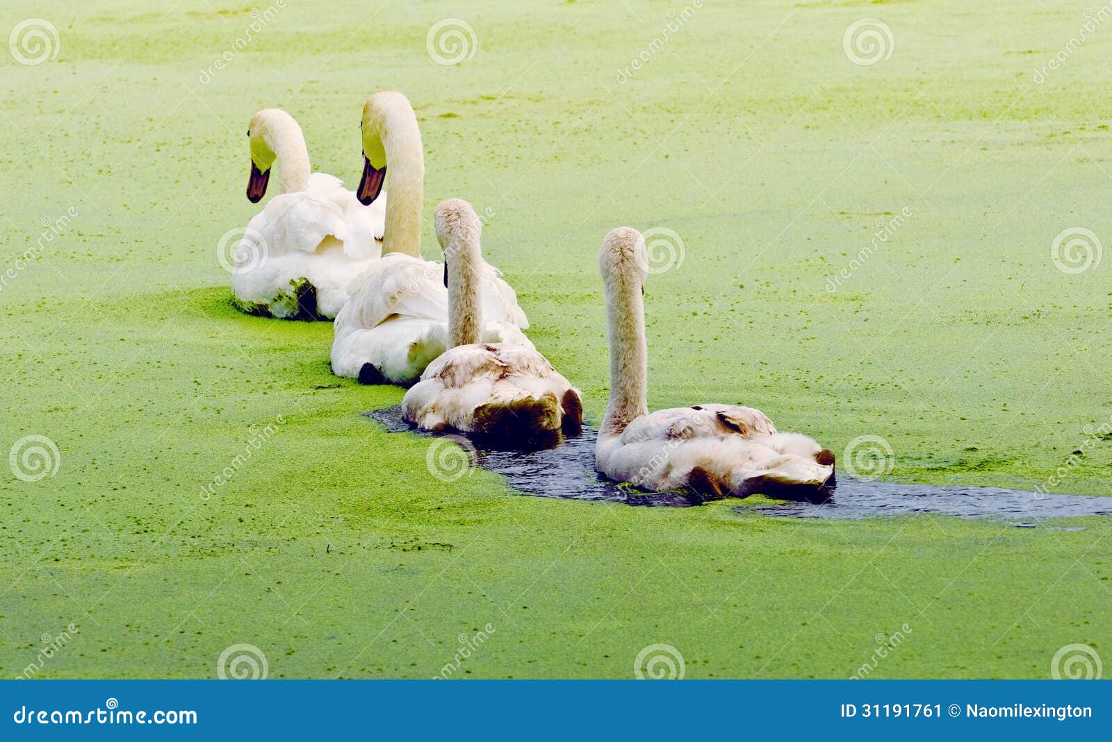 Line of Swans stock image. Image of green, swamp, swimming - 31191761