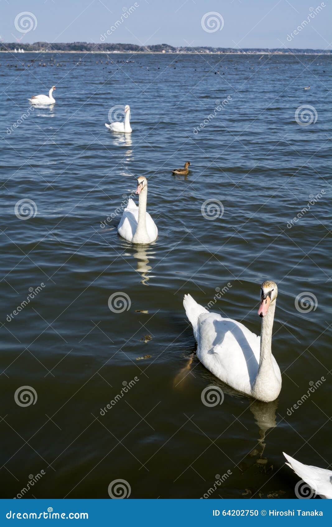 Line of swans stock photo. Image of animal, view, creature - 64202750