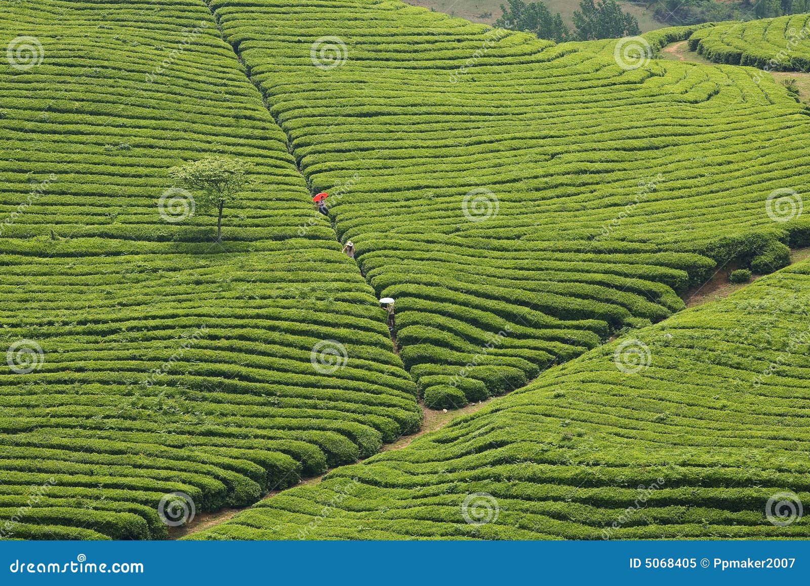 The line of the tea hill stock image. Image of landscapes - 5068405