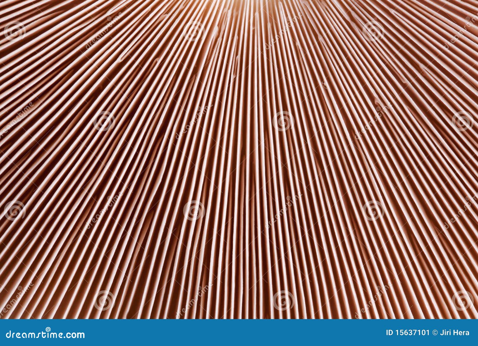 Line texture stock image. Image of backdrop, brown, wallpaper - 15637101