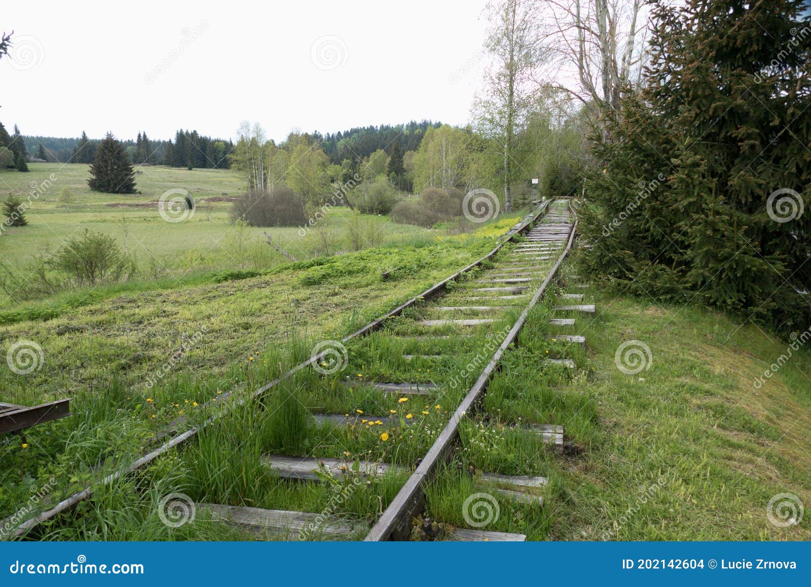 Trail Rails in the Deep Forest Stock Photo - Image of landmark, rail ...