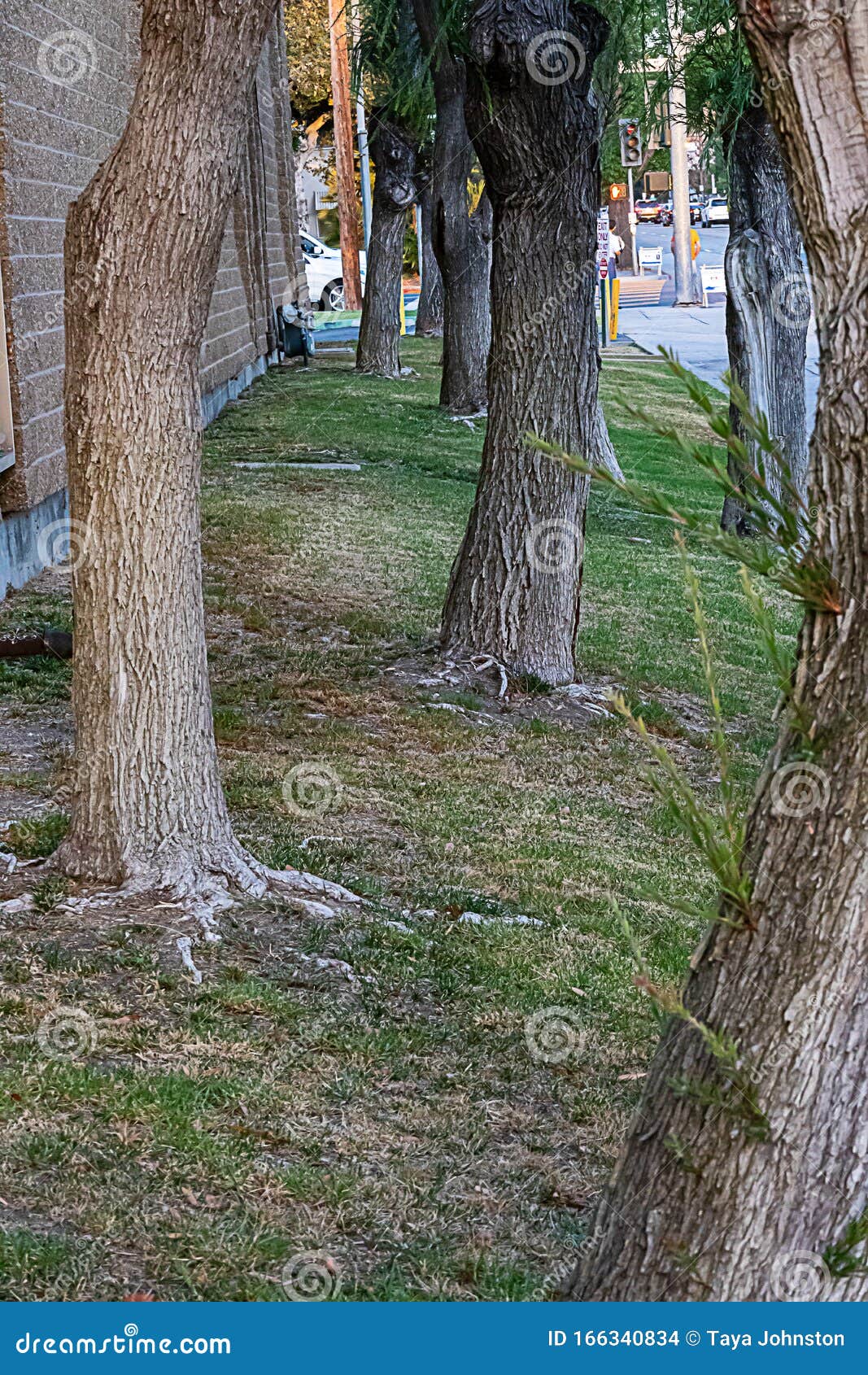 Line of Tree Trunks on Side Planting between Building and Sidewalk ...