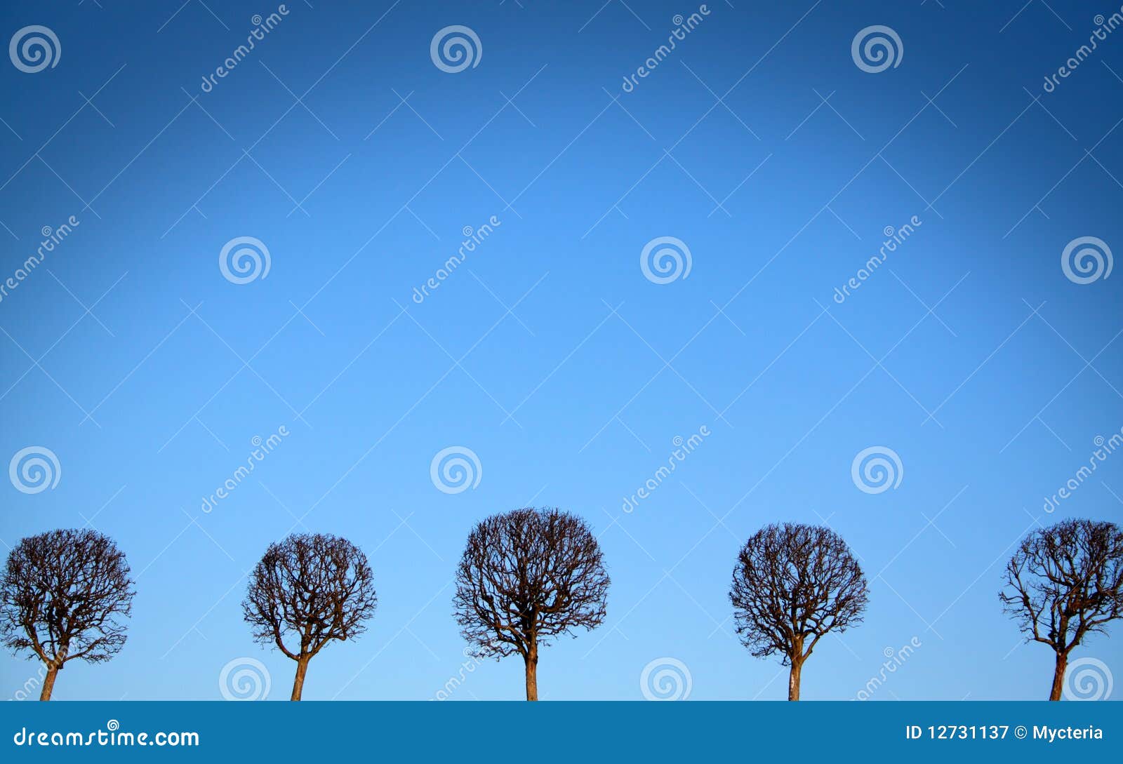 Line of trees stock image. Image of outdoor, horizon - 12731137