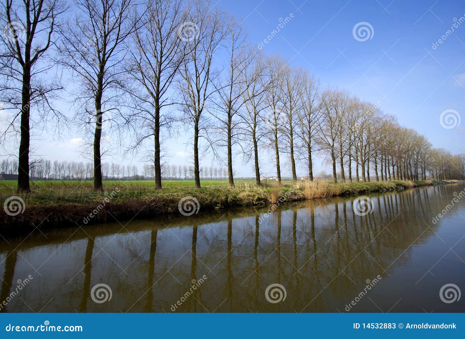 Line of trees stock image. Image of morning, landscape - 14532883