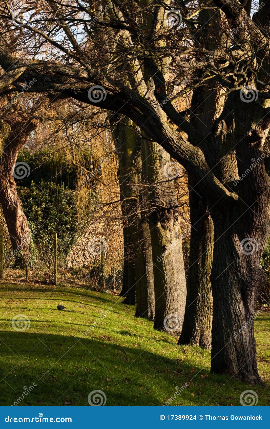 Line of trees stock photo. Image of mature, tree, fence - 17389924