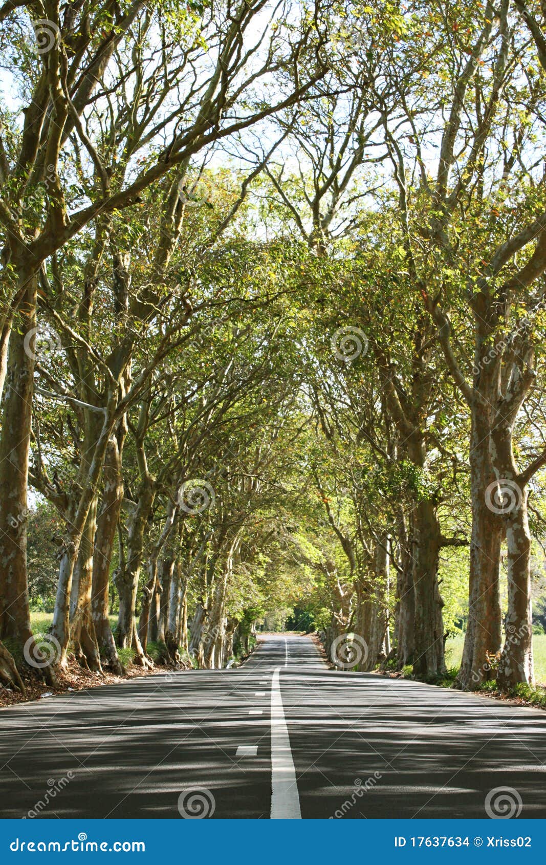 Line of Trees stock photo. Image of line, north, mauritius - 17637634