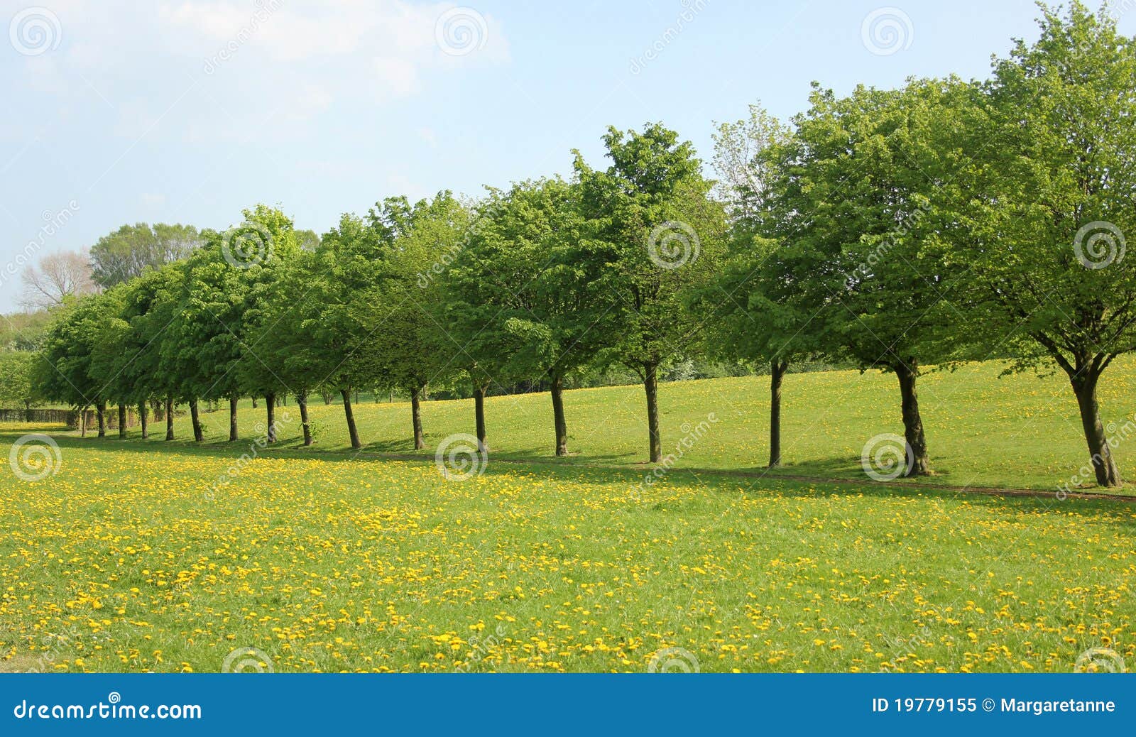 Line of trees stock image. Image of nature, leaves, landscape - 19779155