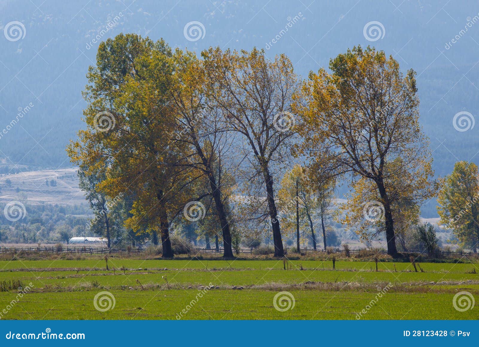 Line of trees stock photo. Image of outdoors, foliage - 28123428