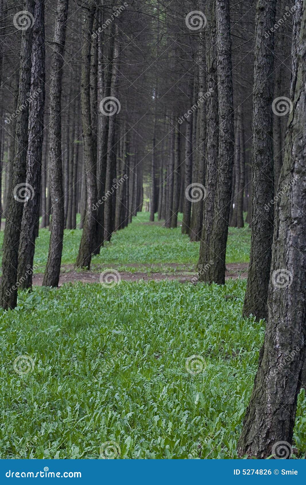 A line of trees stock photo. Image of coniferous, trees - 5274826