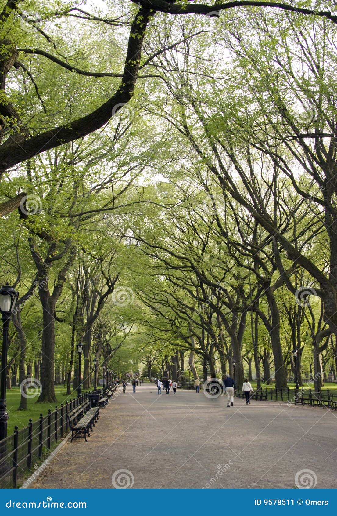 Line of trees stock image. Image of branch, walk, garden - 9578511
