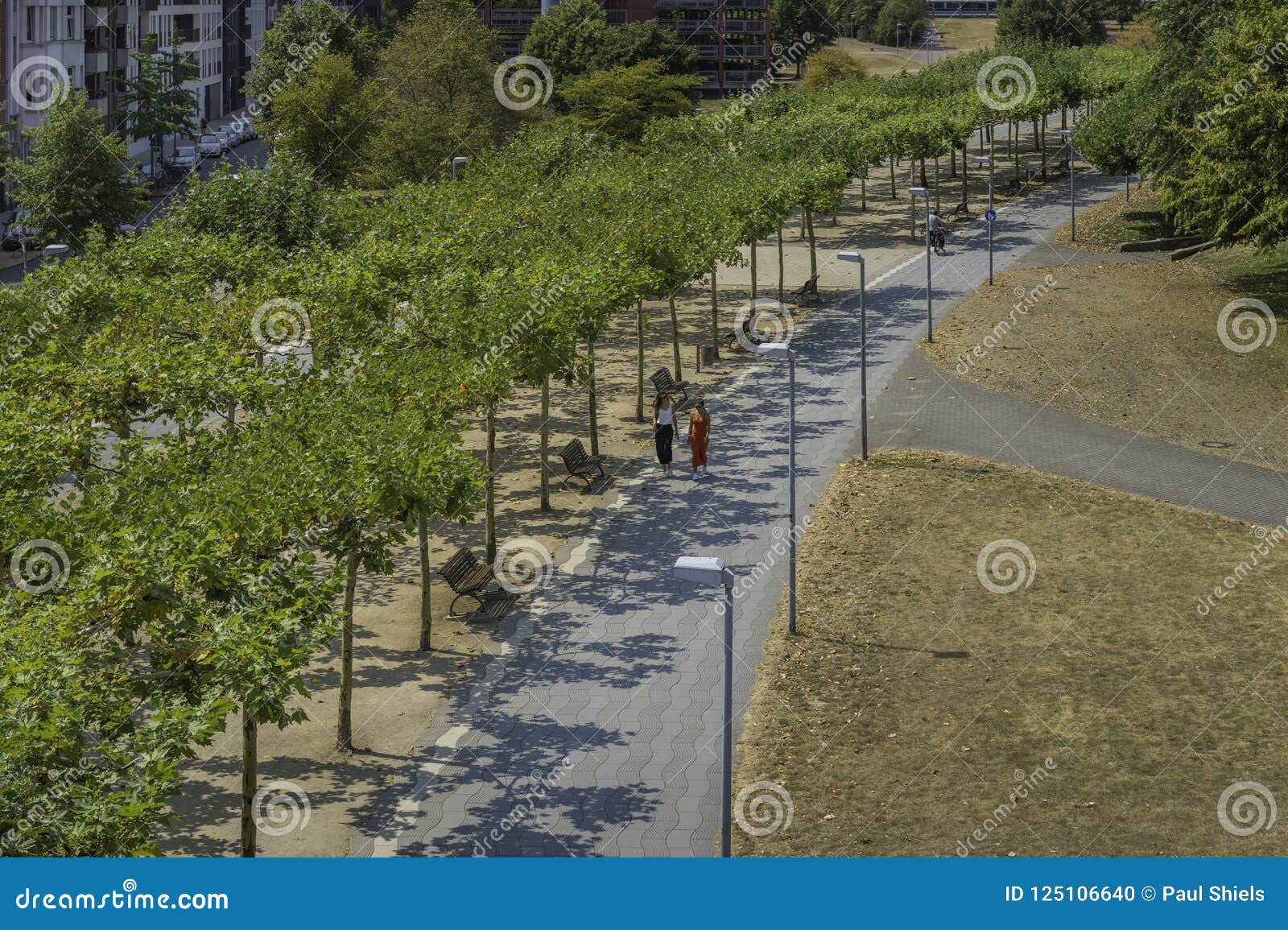 A Line of Trees Along a Pathway with Buildings in the Background Stock ...