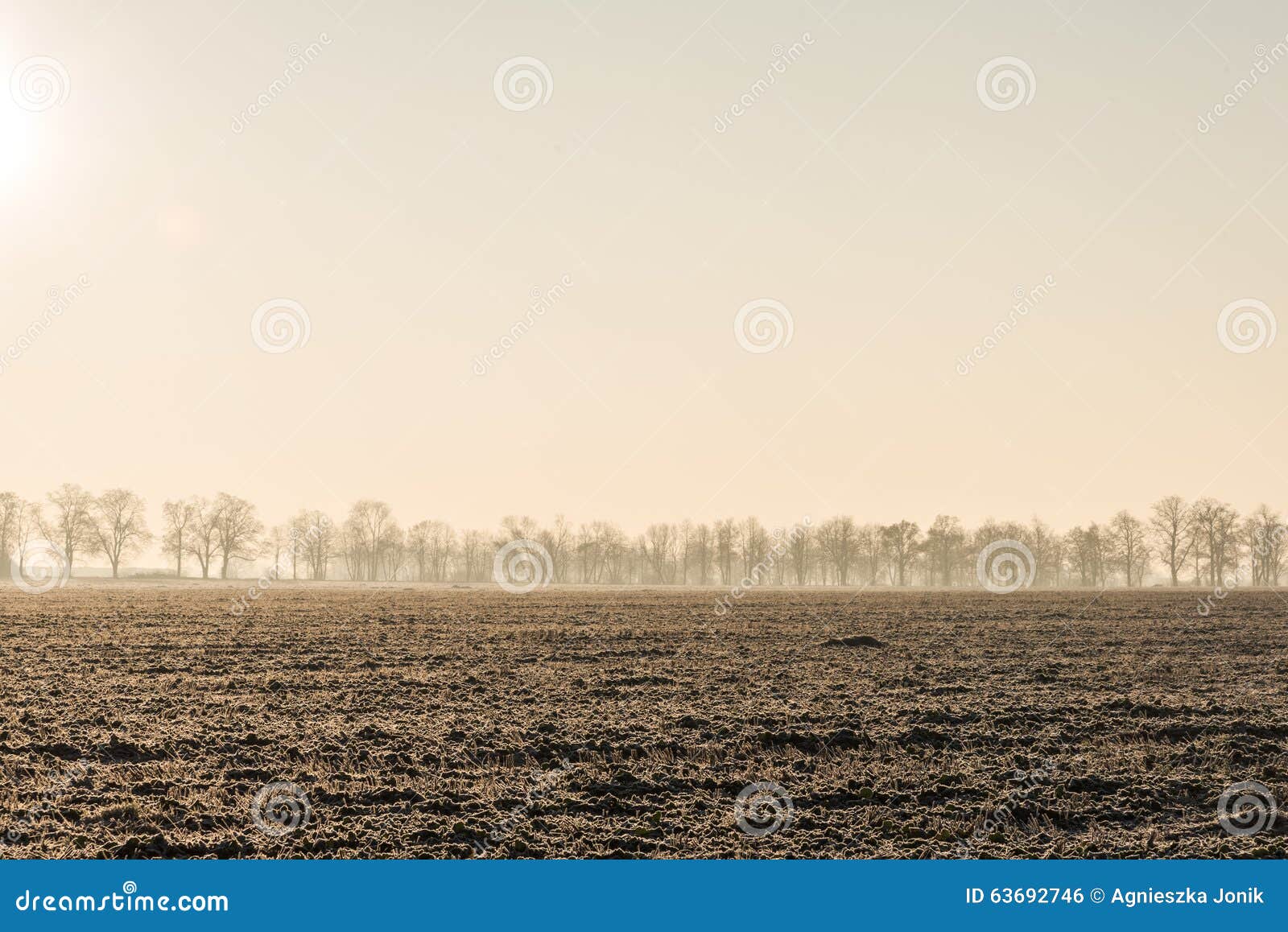 Line of trees on a field stock photo. Image of fall, cold - 63692746