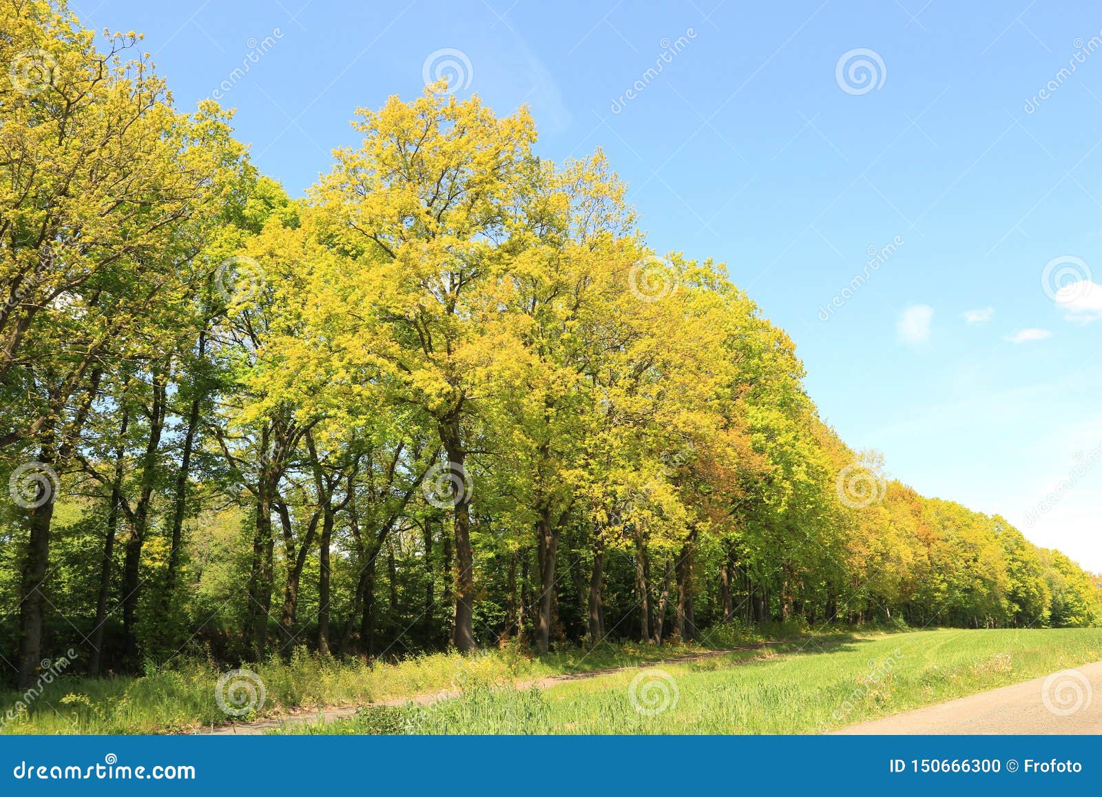 A line of trees stock photo. Image of agriculture, countryside - 150666300