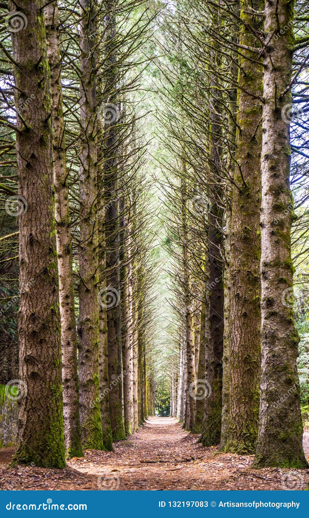 Line of trees in a forrest stock image. Image of fall - 132197083