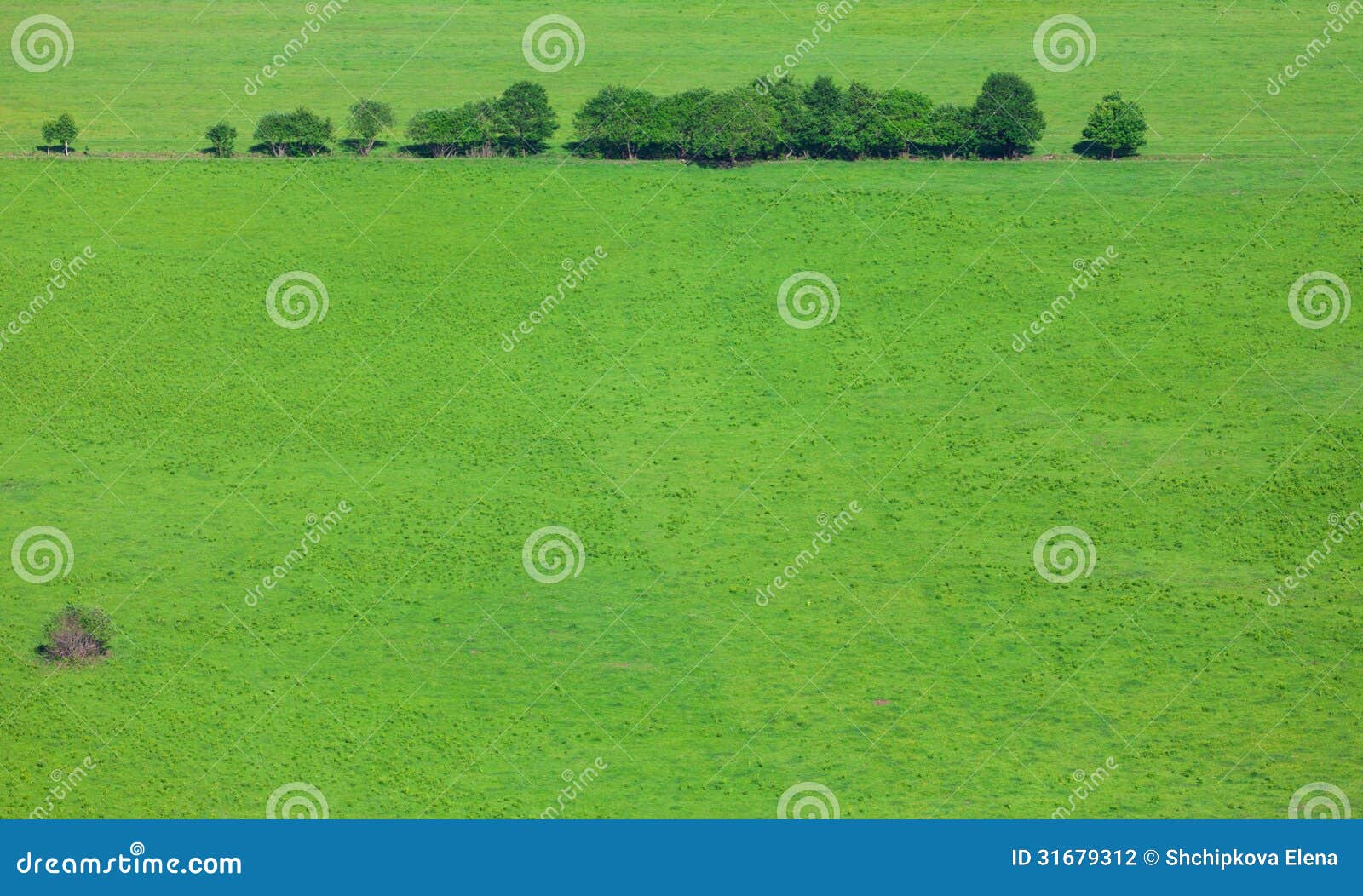 Line of Trees on a Green Field. Stock Photo - Image of summer, nature ...
