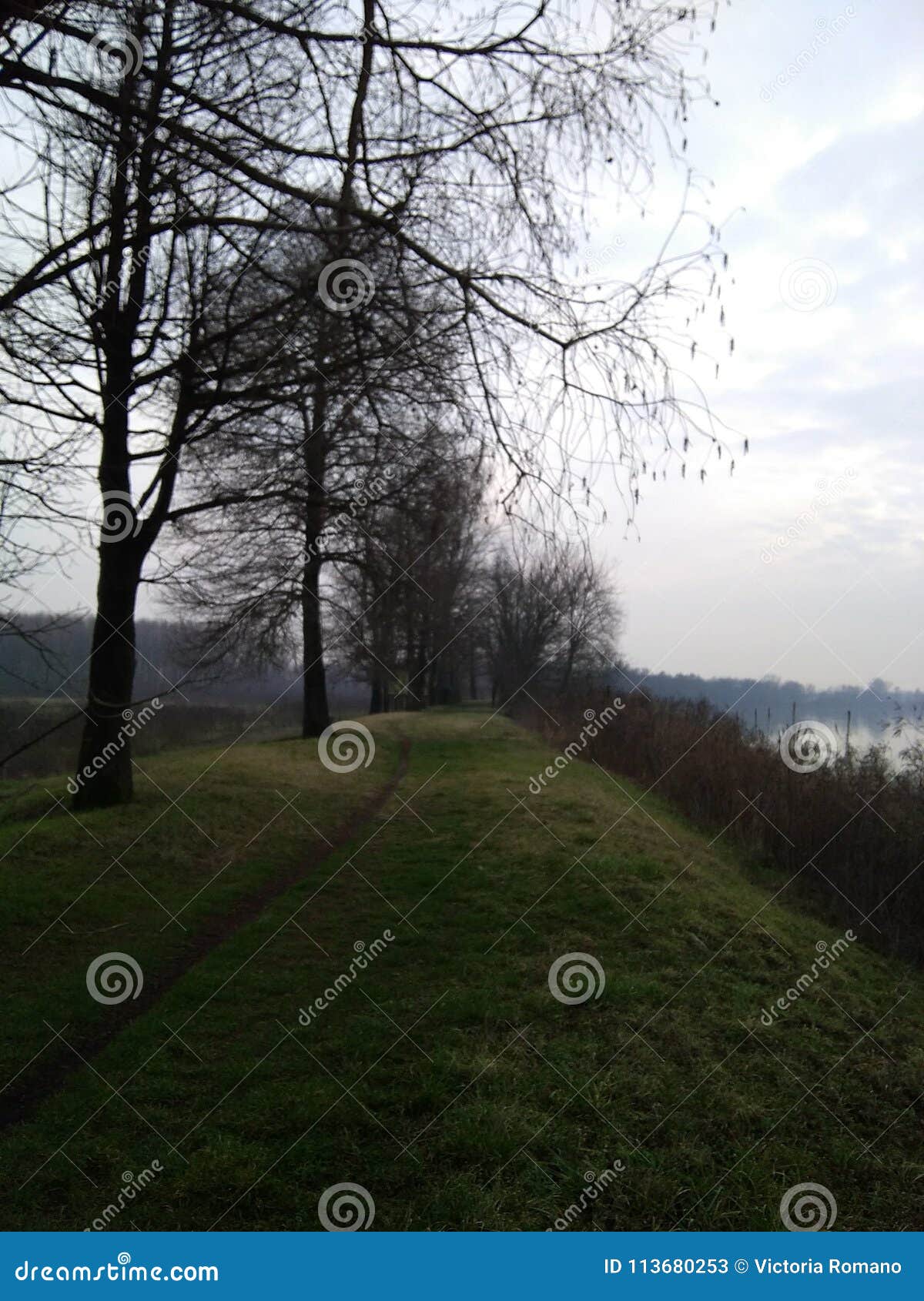 Tree line on a hill stock image. Image of grass, hill - 113680253