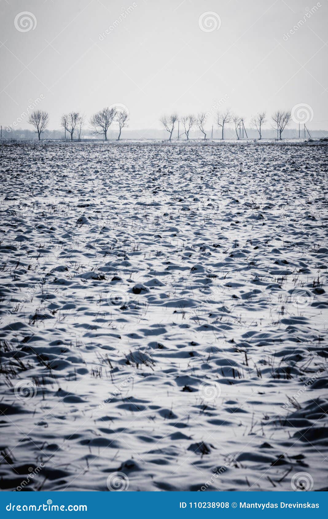 A Line of Trees on Horizon in the Snowy Fields Stock Photo - Image of ...