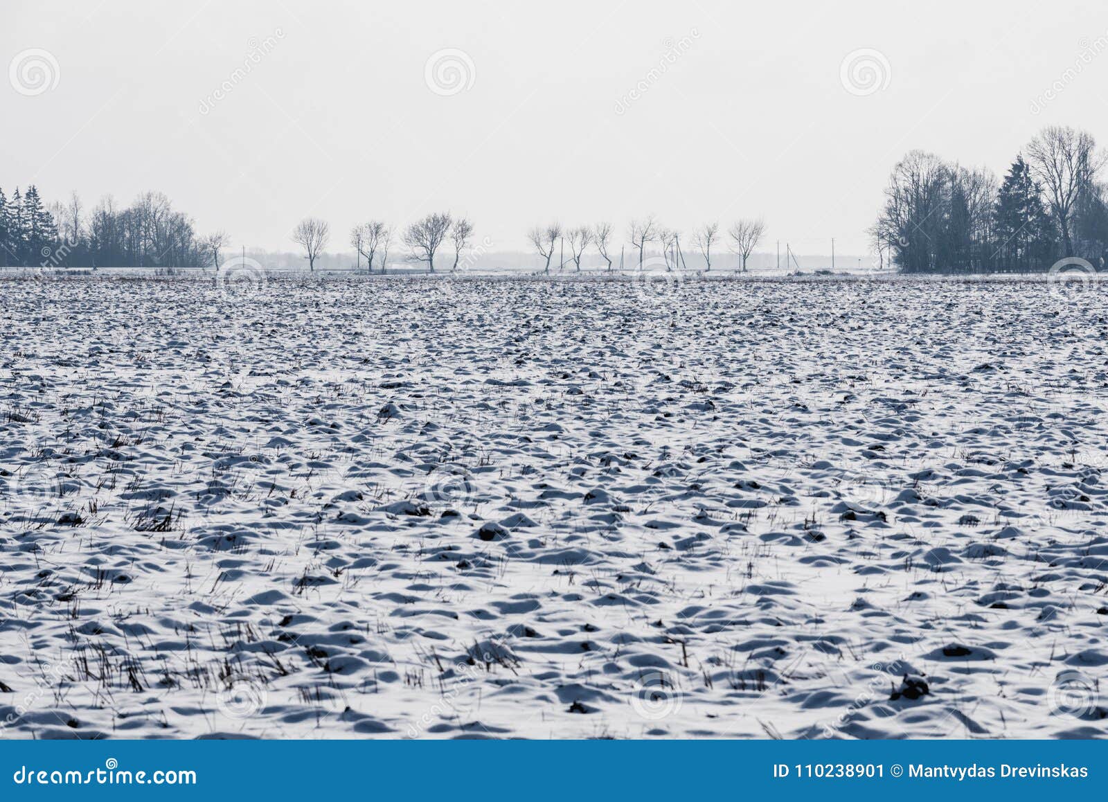 A Line of Trees on Horizon in the Snowy Fields Stock Image - Image of ...