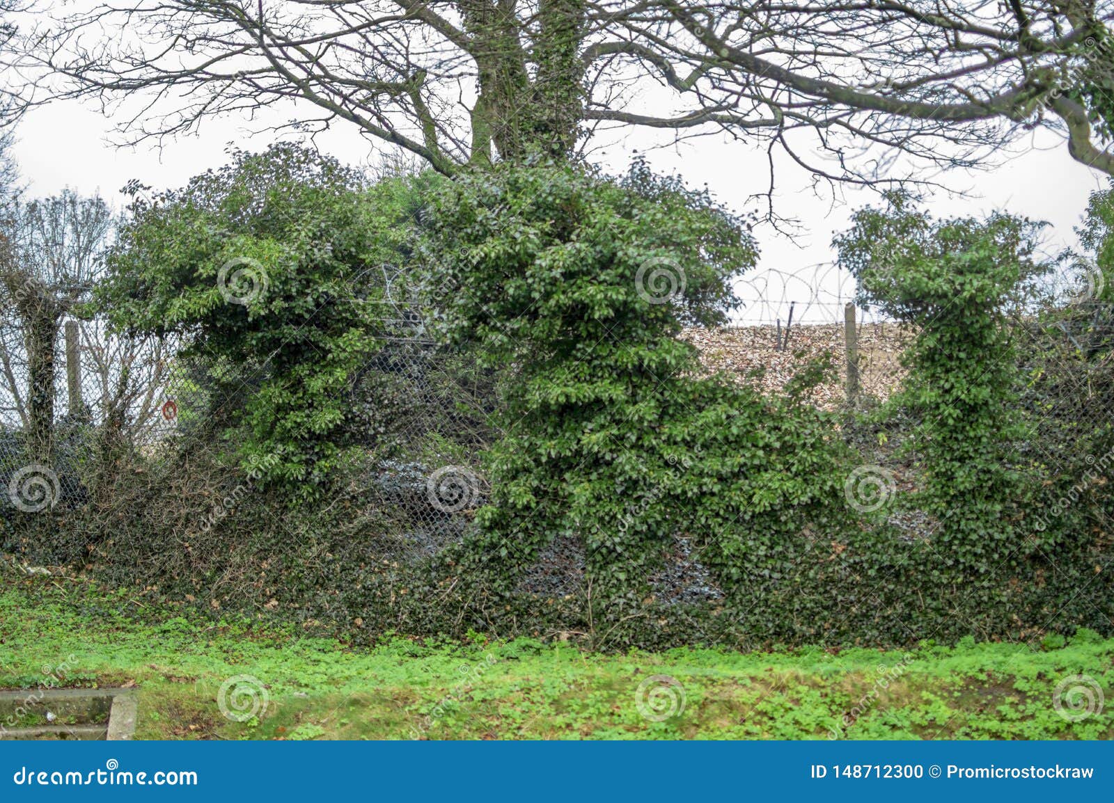 Line of Trees Inside the Park at Dover Public Areas Stock Photo - Image ...