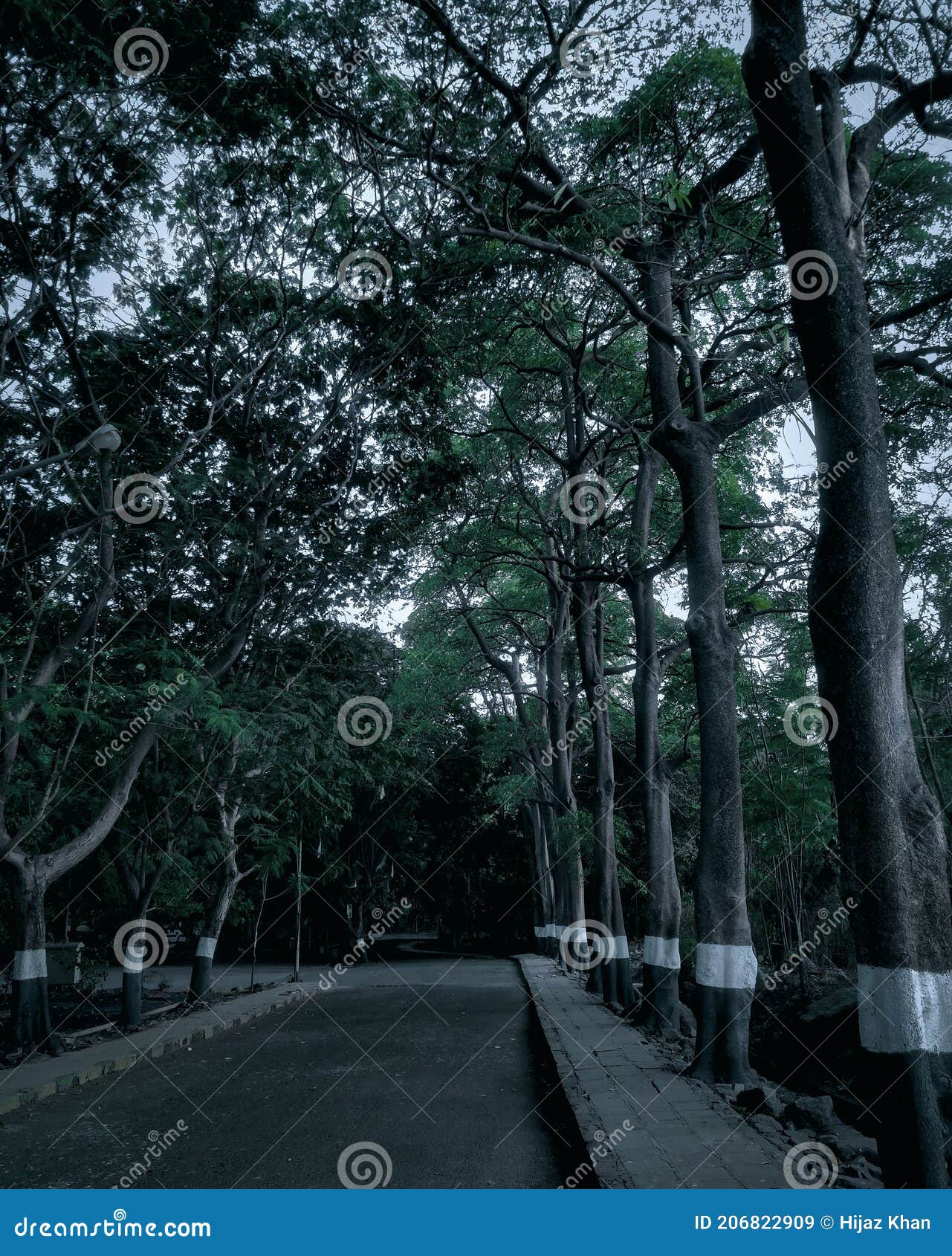 Line of trees along road stock image. Image of line - 206822909