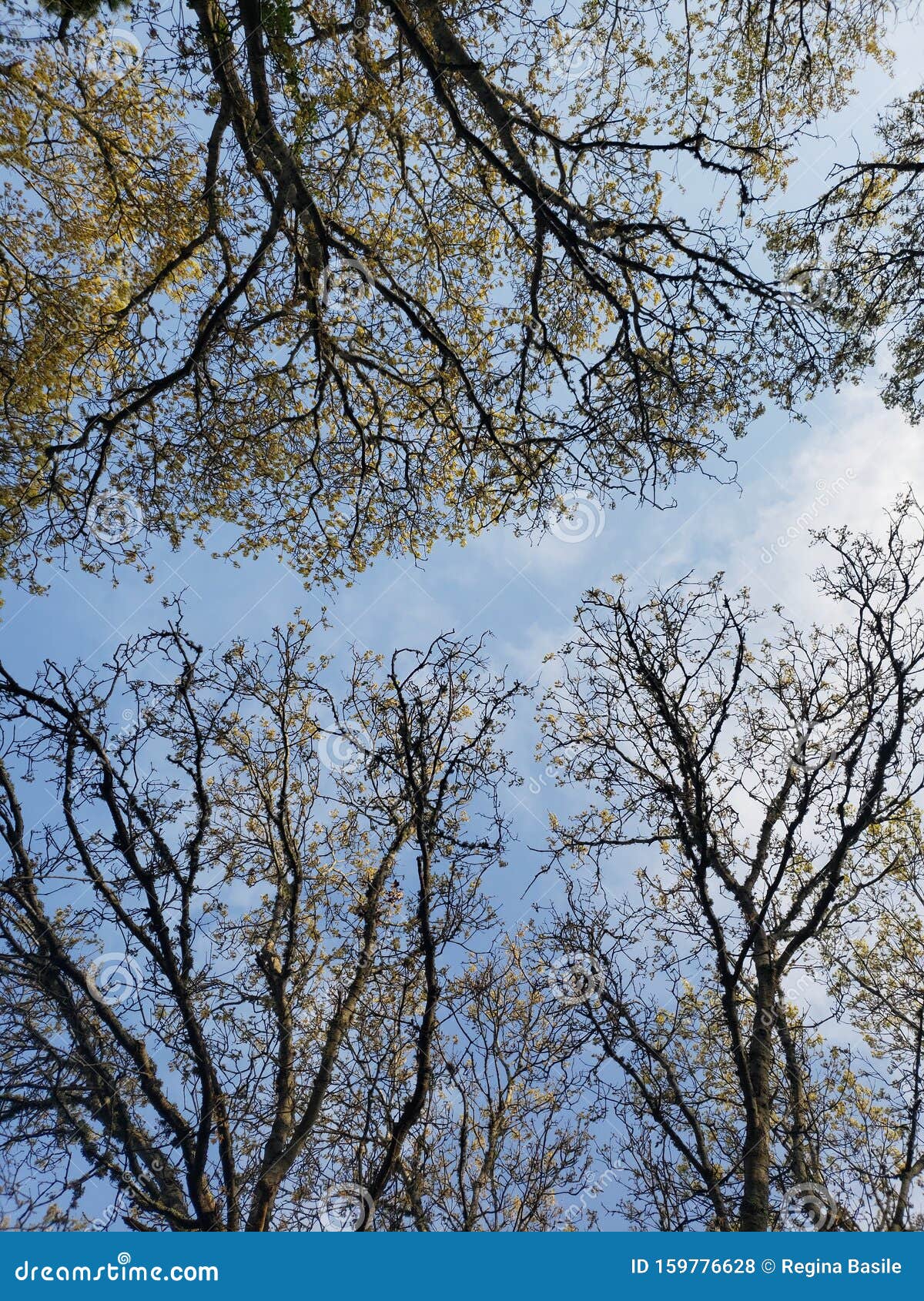 Line between trees stock photo. Image of trees, daytime - 159776628