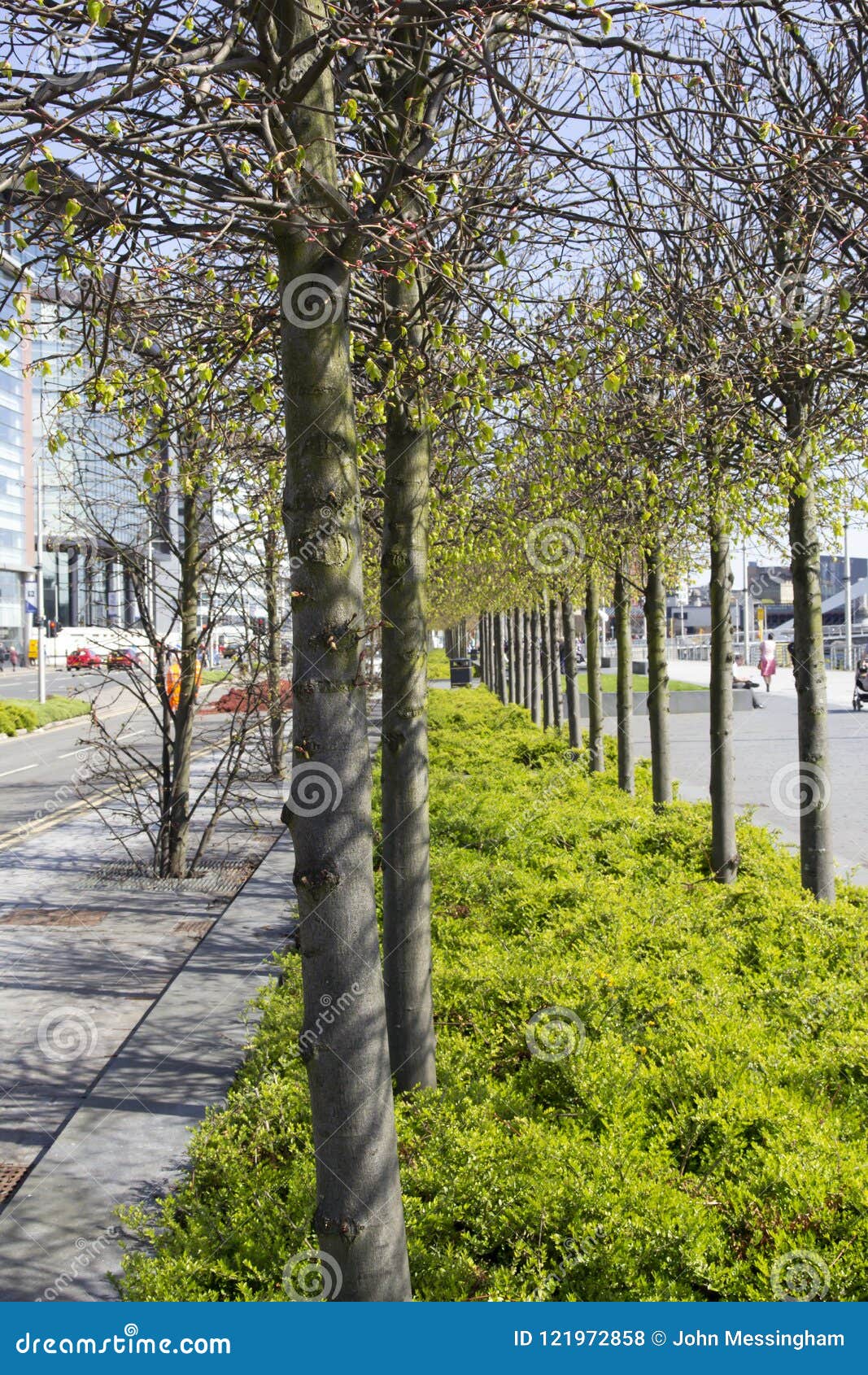 Tree lined walkways stock photo. Image of tree, lining - 121972858