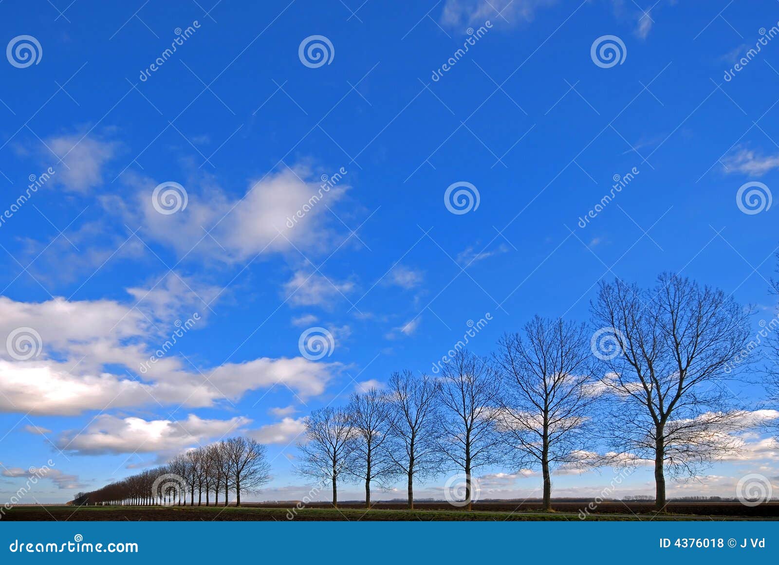 Line of Trees through a Meadow Stock Photo - Image of agriculture ...
