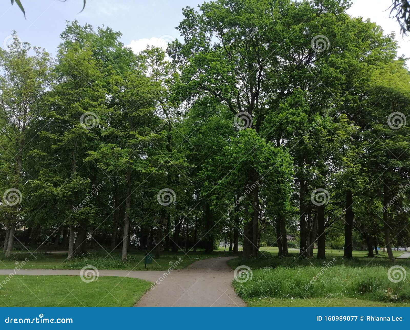 A line of trees stock image. Image of line, tall, trees - 160989077