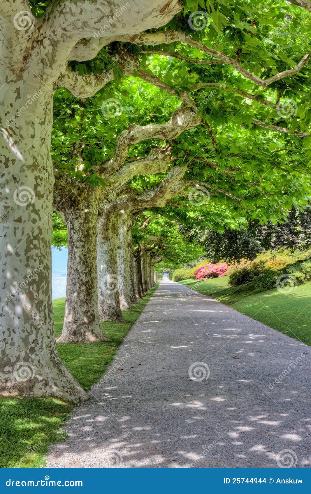 Line of trees in a park stock photo. Image of forest - 25744944