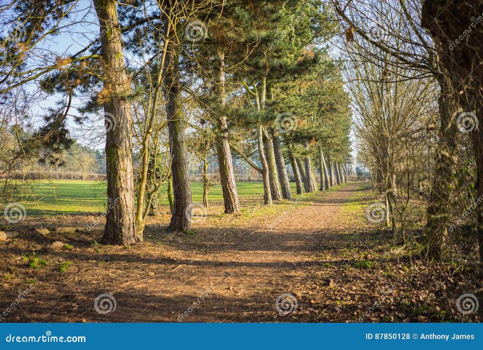 Line of Trees in a Park with a Pathway Stock Photo - Image of pathway ...