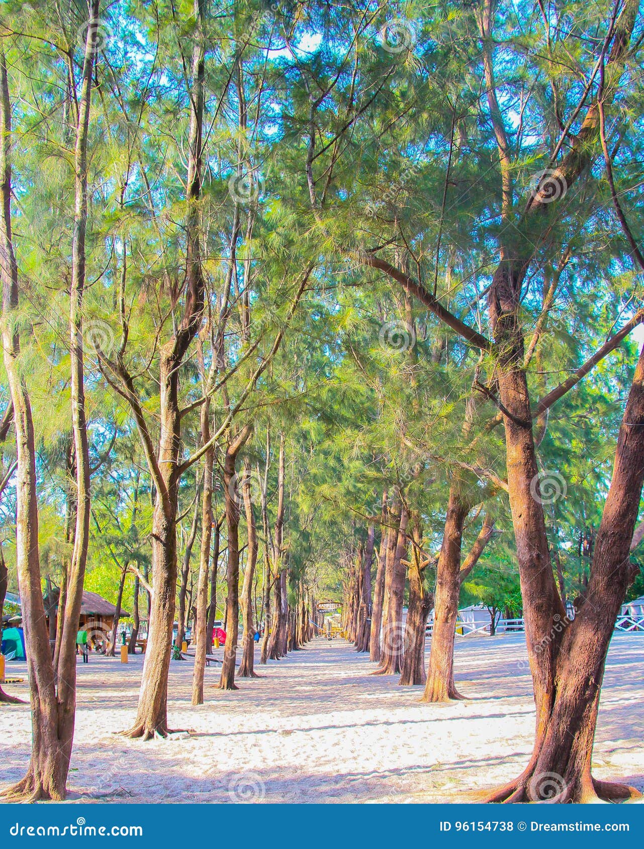 Line of Trees stock photo. Image of sunny, outdoor, trees - 96154738