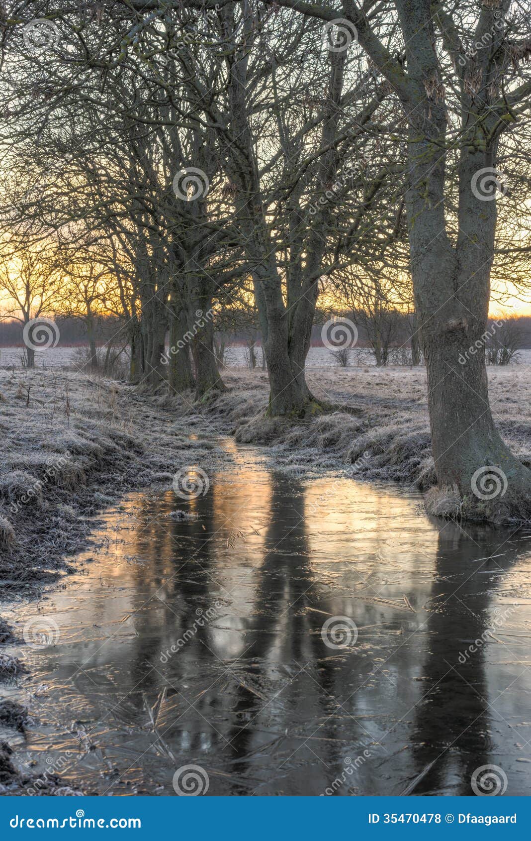 Line of trees by a puddle stock photo. Image of hoar - 35470478