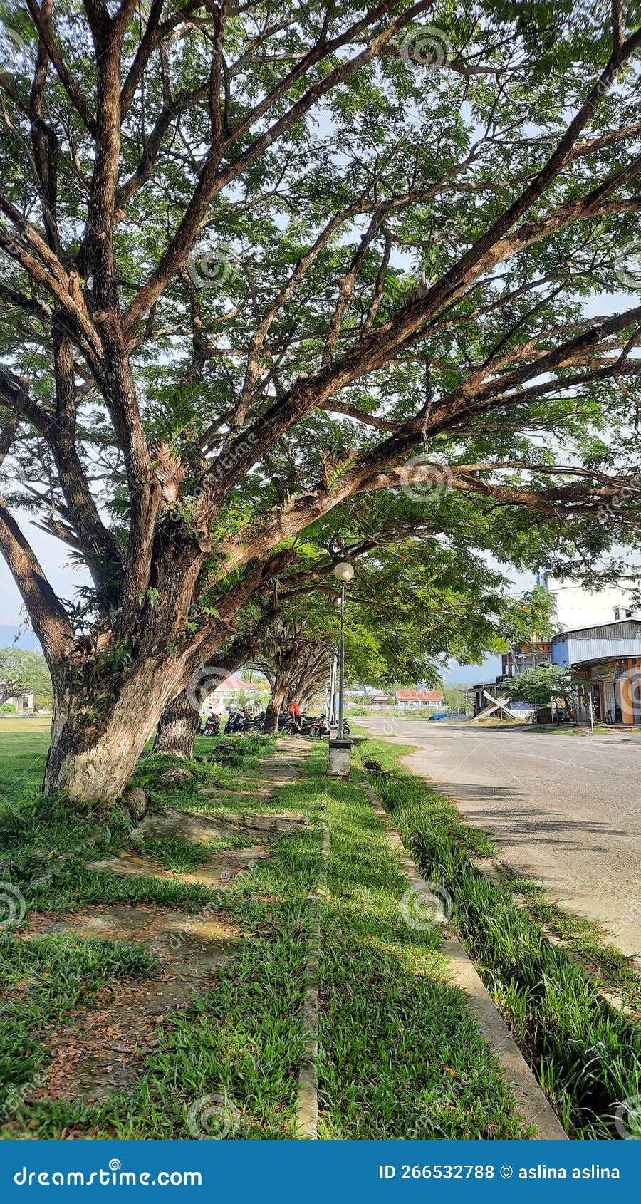 Line of Trees by the Roadside Stock Photo - Image of garden, leaf ...