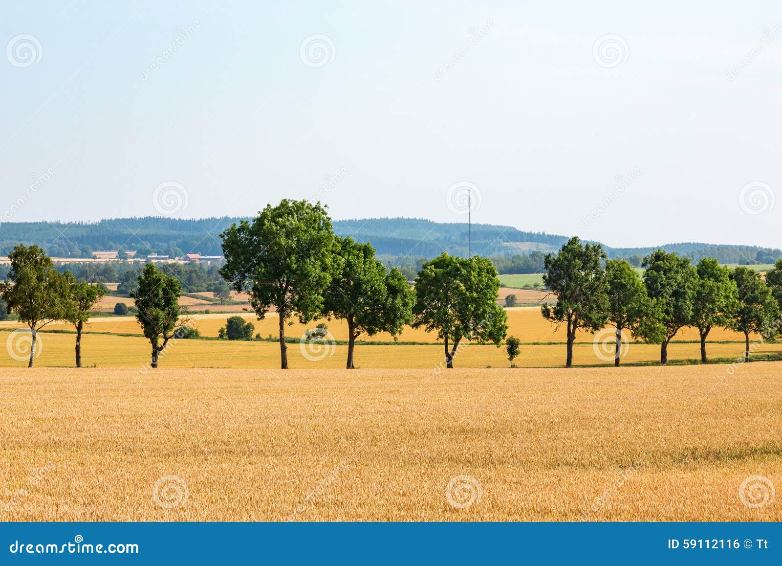 Line of Trees in Rural Landscape Stock Photo - Image of country ...