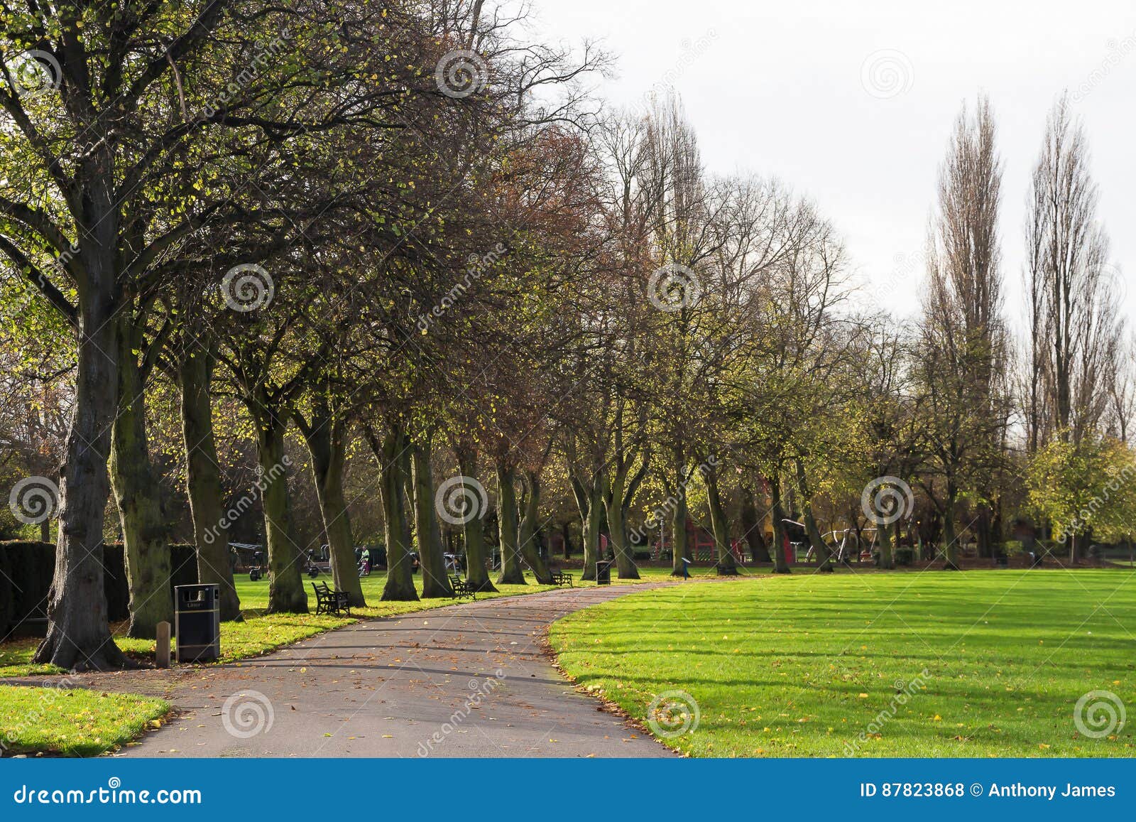 Line of Trees at the Side of a Path Stock Photo - Image of setting ...