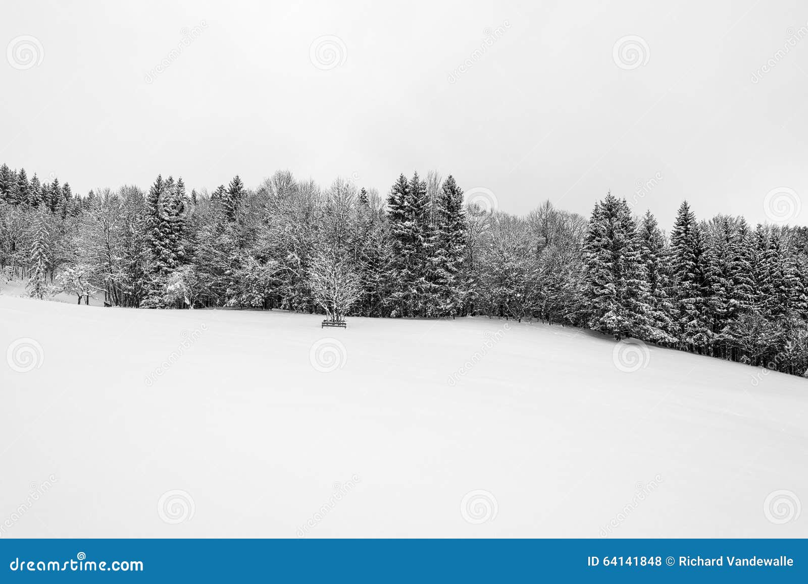 Line of trees in snow stock photo. Image of winter, simple - 64141848
