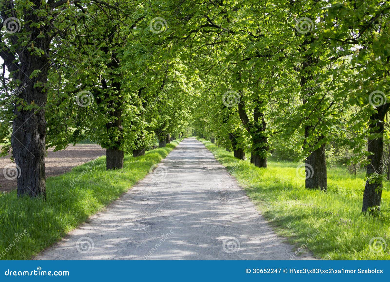 Line of trees stock image. Image of landscape, arrangement - 30652247