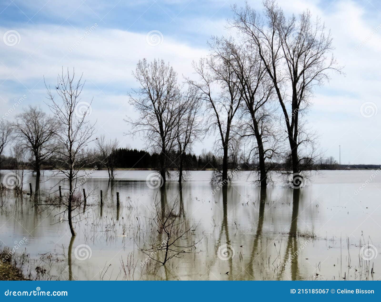Line of Trees Submerged by the Flooded Water Stock Image - Image of ...
