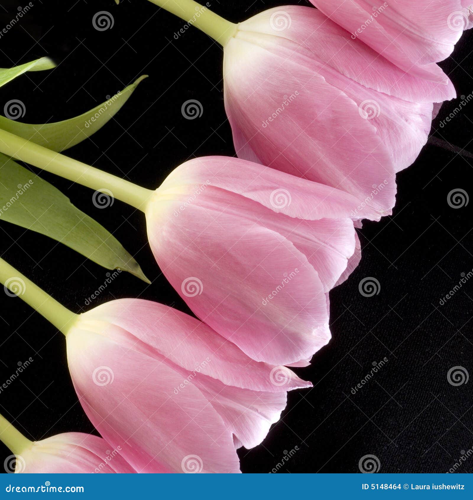 Line of Tulips Velvet Square Stock Photo - Image of blossom, change ...