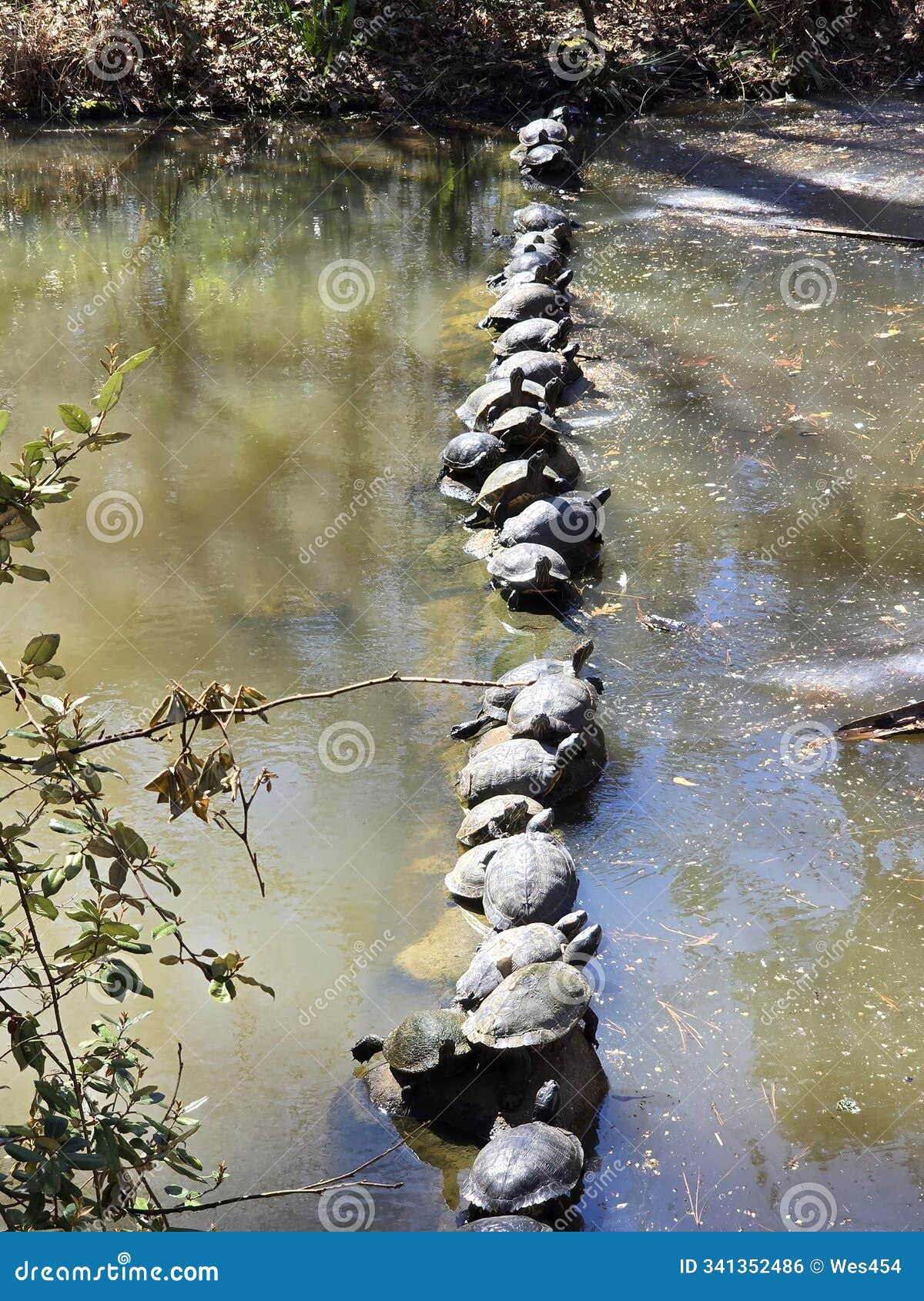 These Turtles are Lined Up on a Shallow Spot in the Pond Stock Photo ...