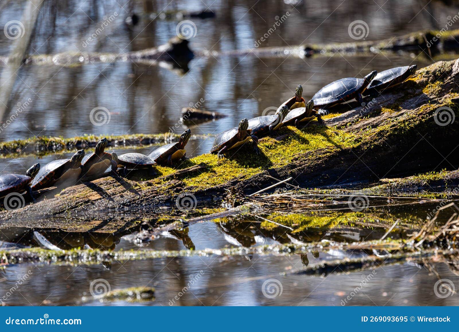 Line of the Turtles on a Tree Branch by the Water. Stock Image - Image ...